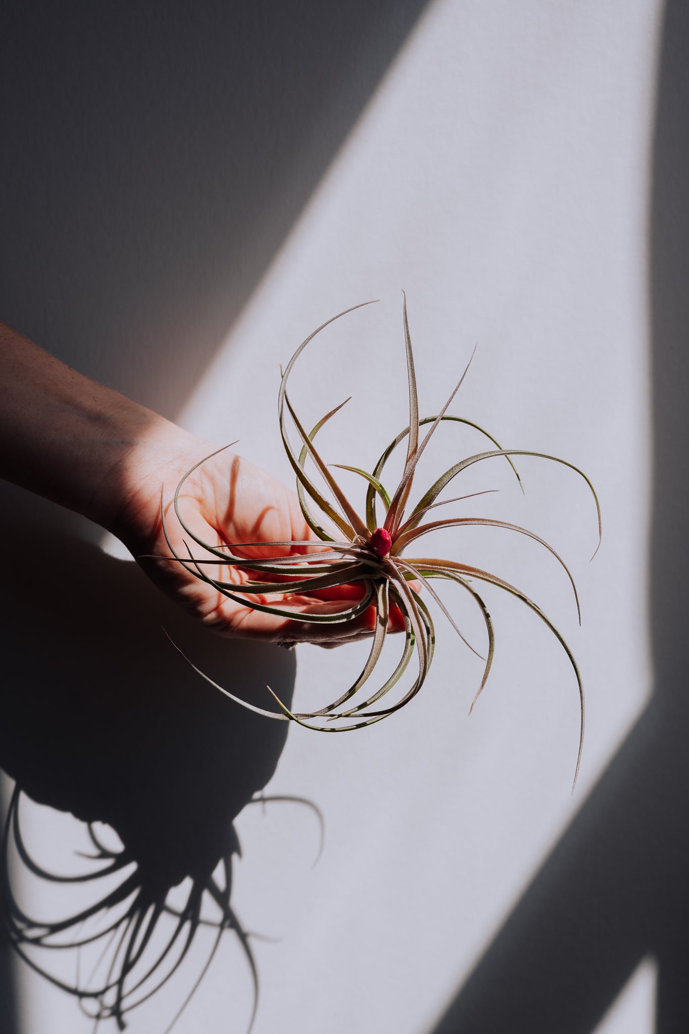 Tillandsias Display Ideas 82 Air Plant Display Ideas | Air Plant