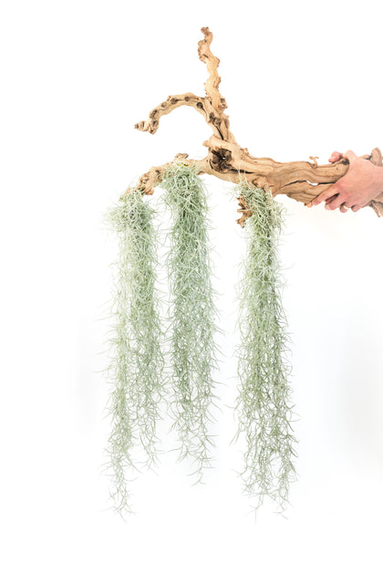 Hanging Moss Png
