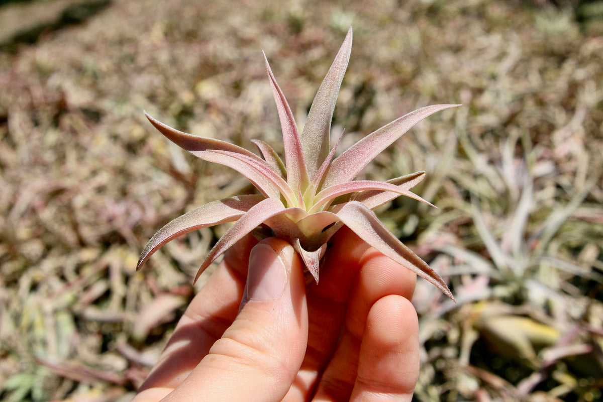 Top 10 Small Tillandsia Air Plants | Ionantha | Shop Air Plants