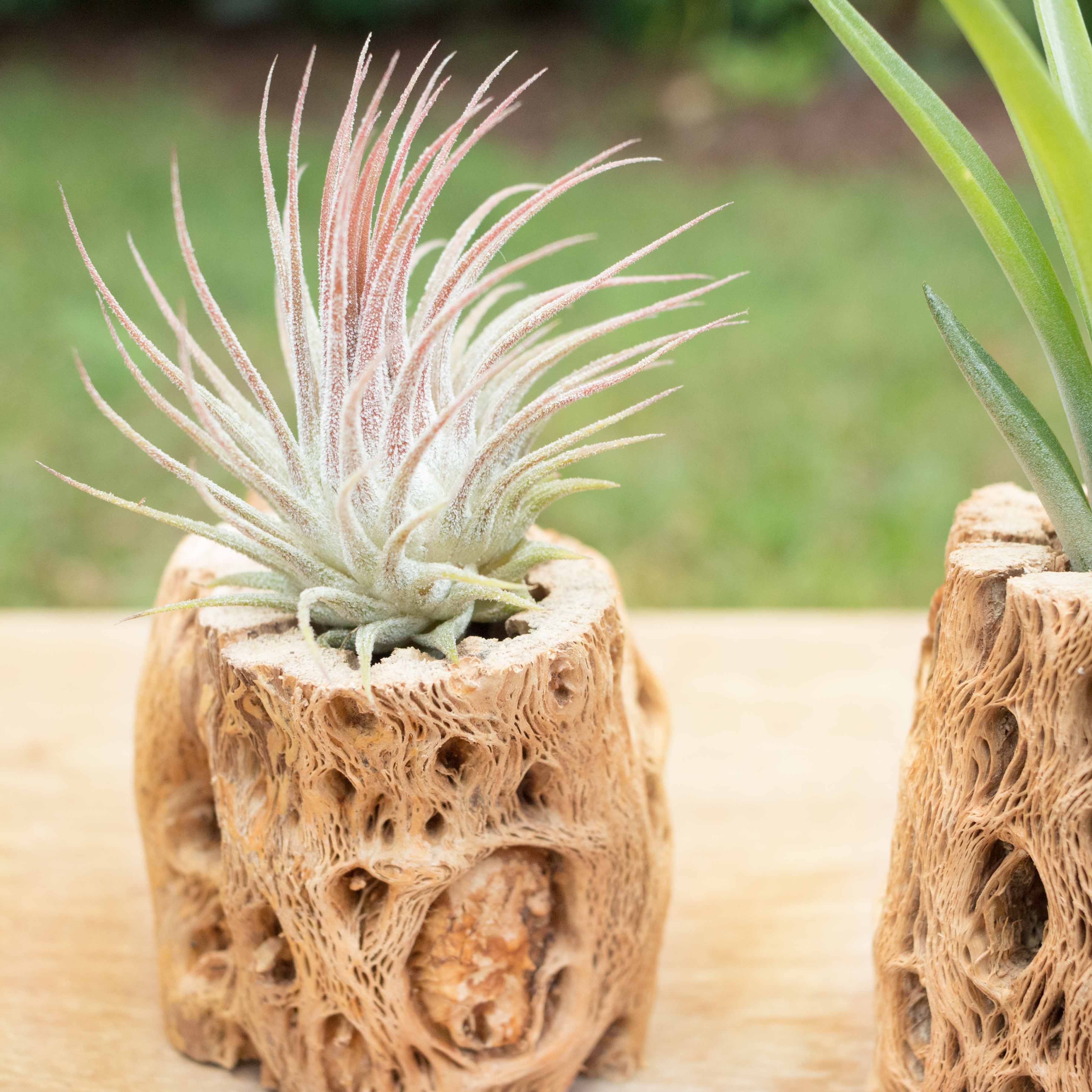 Shop Air Plant & Tillandsia Containers｜Ceramic, Wood & Glass Holders