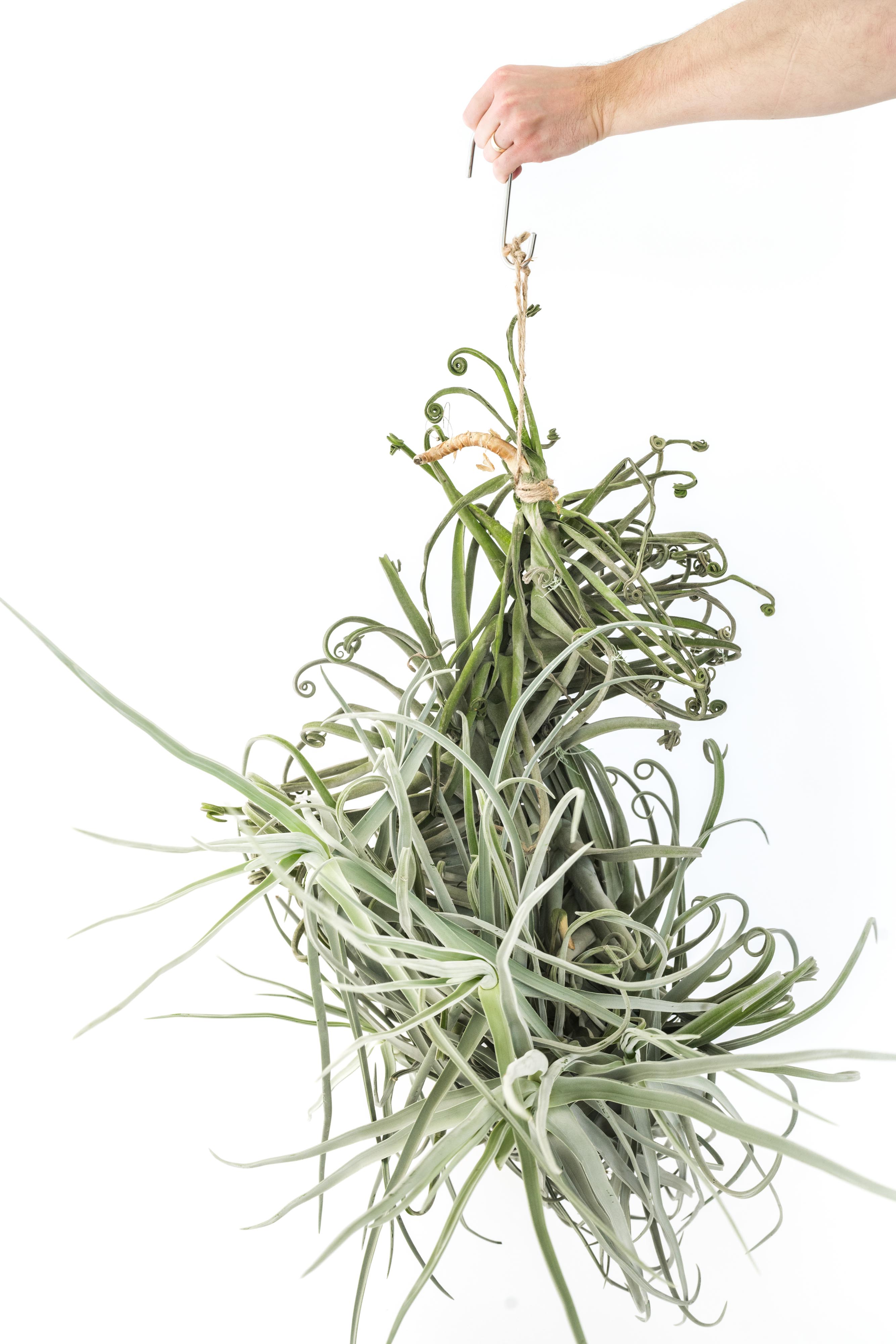 Shop Large, Rare & Specialty Air Plants & Tillandsia for Collectors
