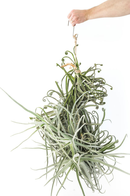 Shop Large, Rare & Specialty Air Plants & Tillandsia for Collectors ...