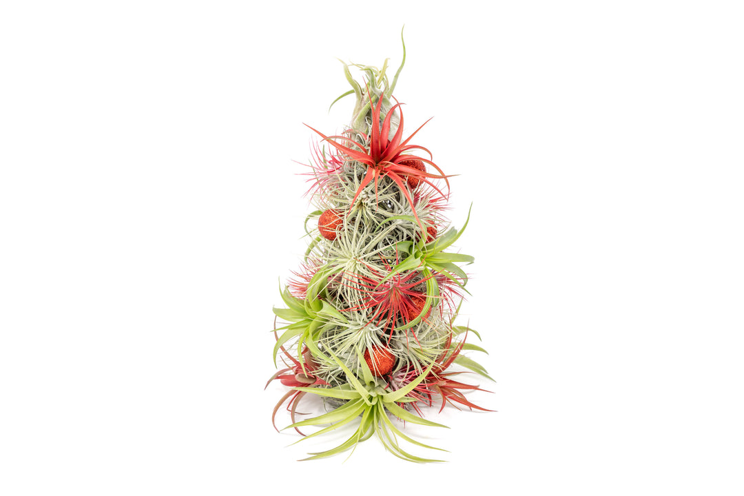 Air Plant Holiday Tree Preorder