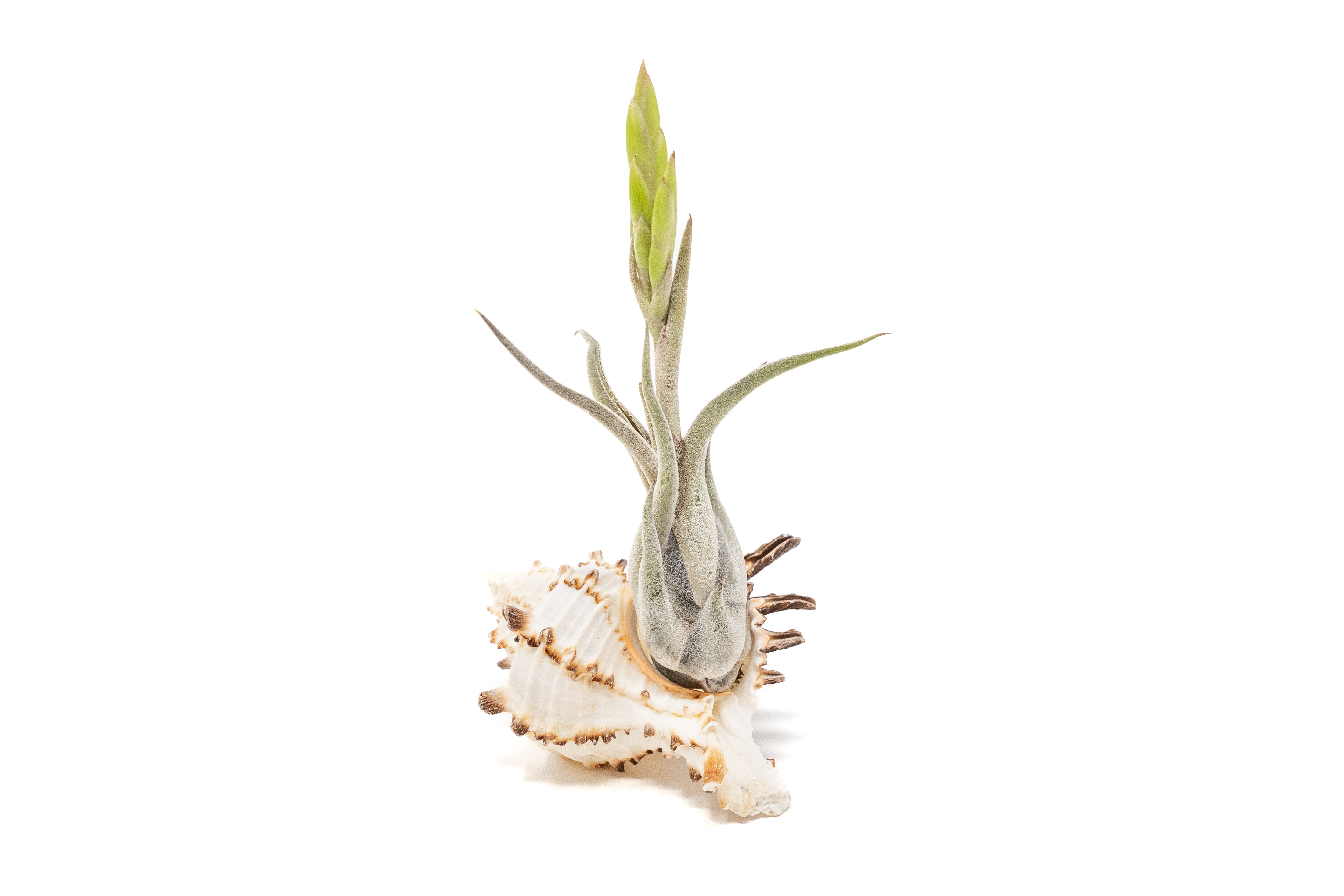 Longspine Murex Seashell with Assorted Tillandsia Air Plants