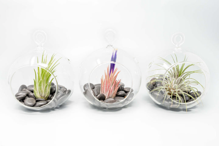 Shop Air Plant Displays for Tillandsia｜Terrariums｜Driftwood｜Ceramic