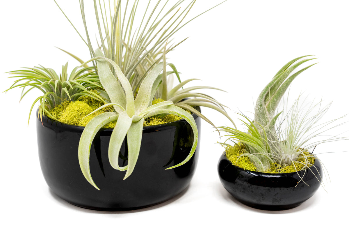 Shop Large, Rare & Specialty Air Plants & Tillandsia for Collectors ...