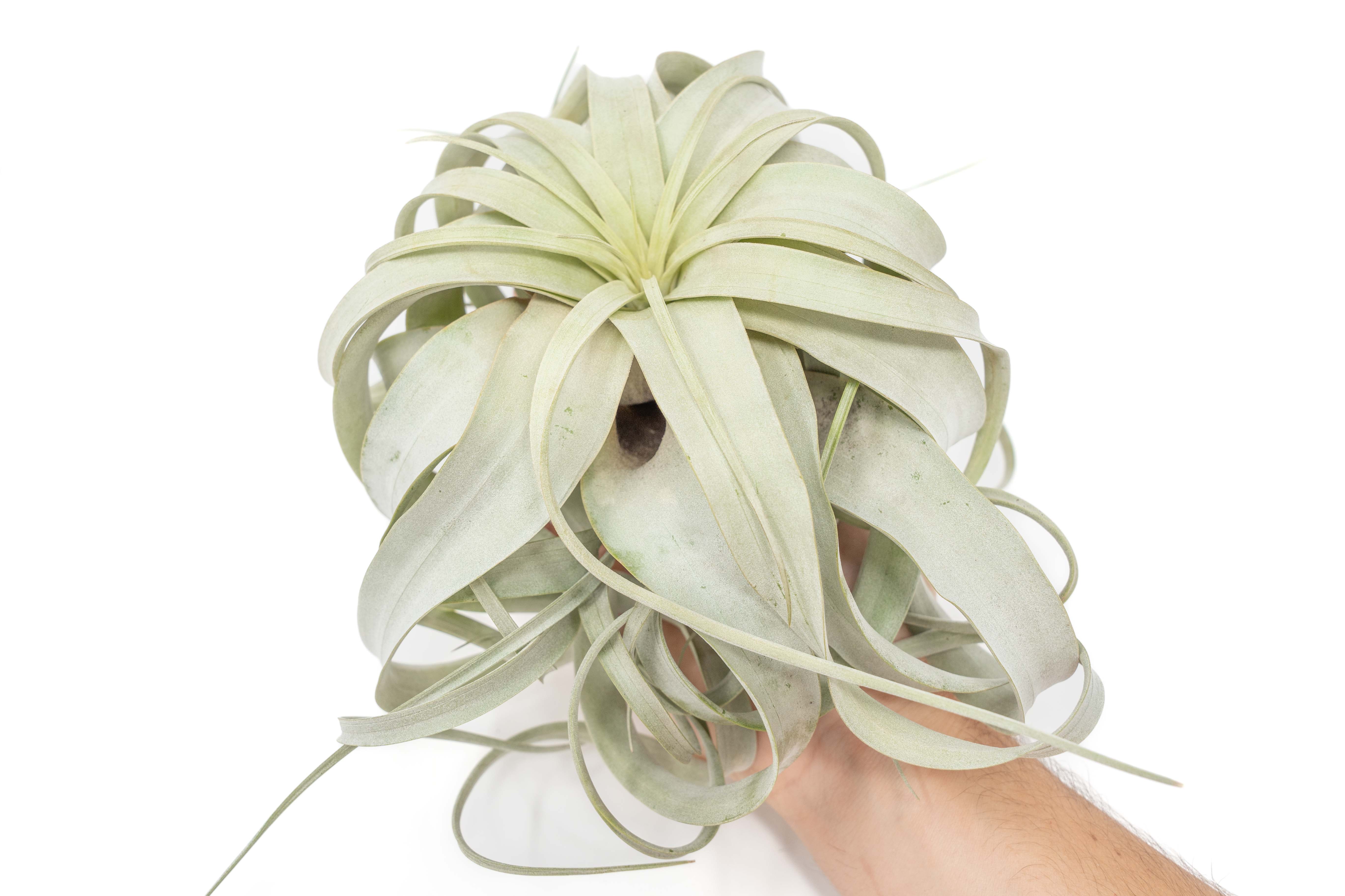 Large Tillandsia Xerographica Air Plants