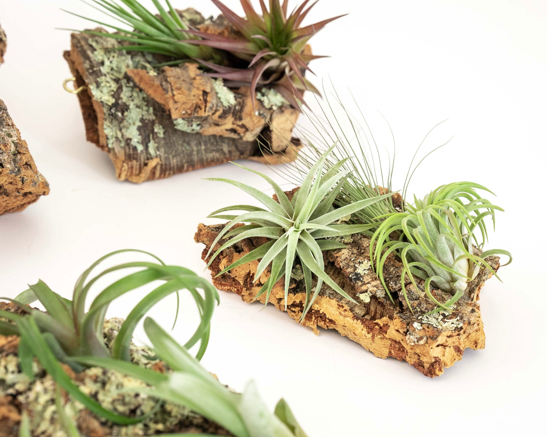 Air Plant Supply Co Reviews
