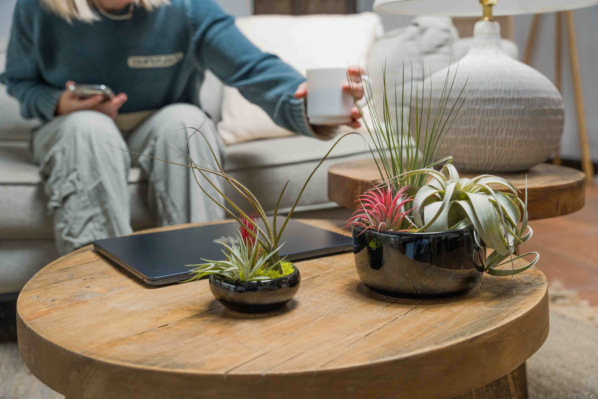Air Plant Supply Co Reviews