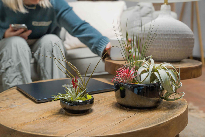 Top 10 Small Tillandsia Air Plants | Ionantha | Shop Air Plants