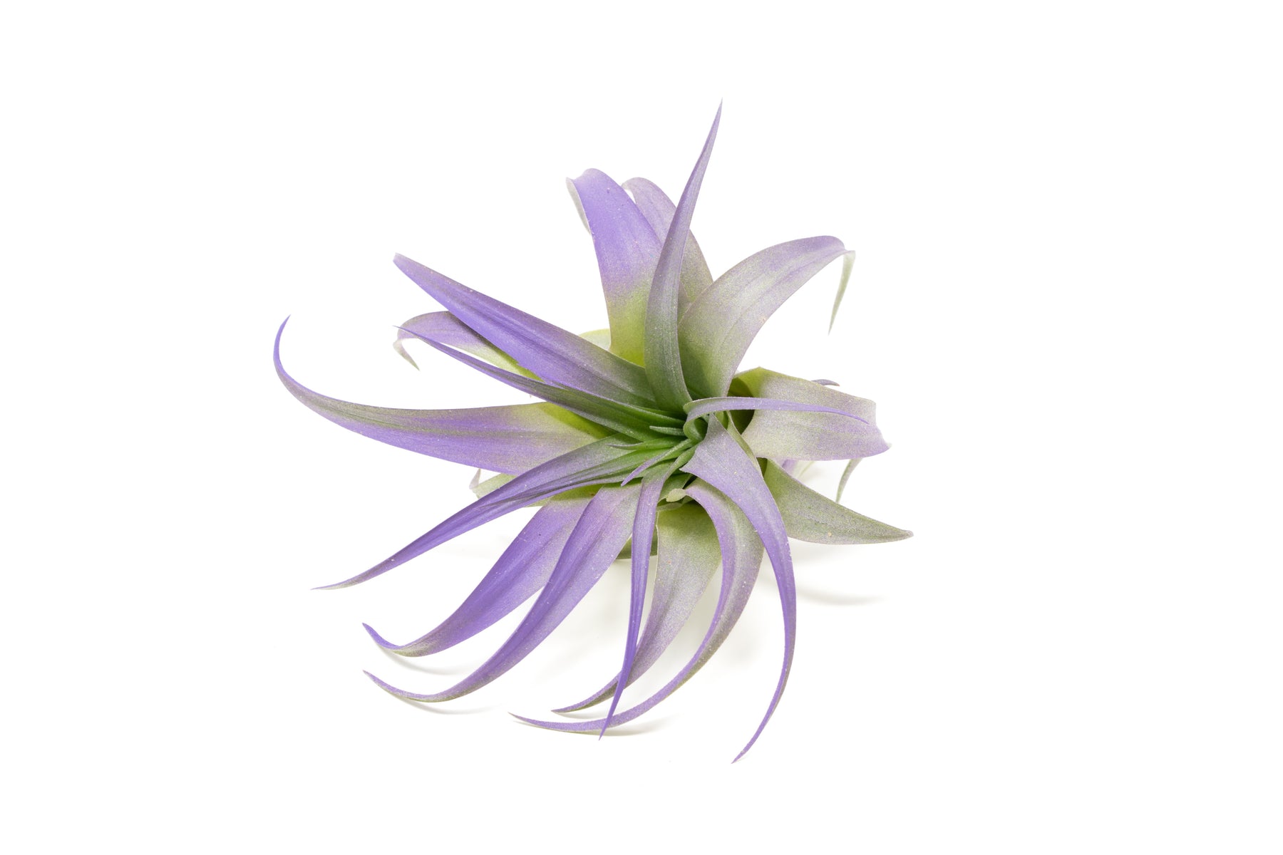 Wholesale Long-Lasting, Colorful Tillandsia Abdita Air Plants