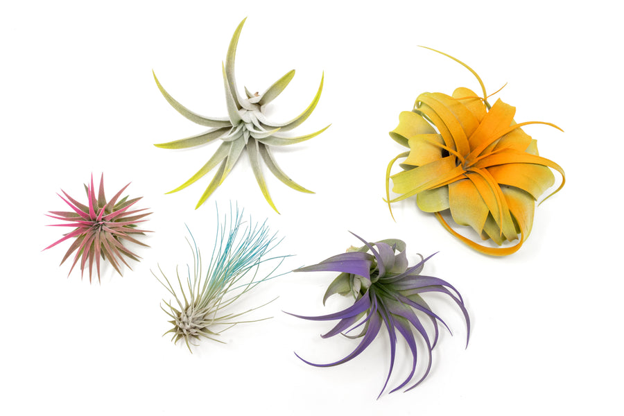 Shop Air Plant Tillandsia Variety Packs｜Air Plant Assortment｜Grab Bags