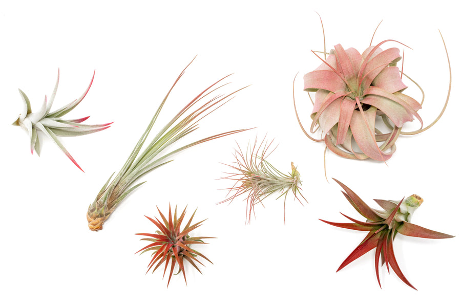 Shop Large, Rare & Specialty Air Plants & Tillandsia for Collectors