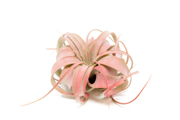 Shop Large, Rare & Specialty Air Plants & Tillandsia for Collectors