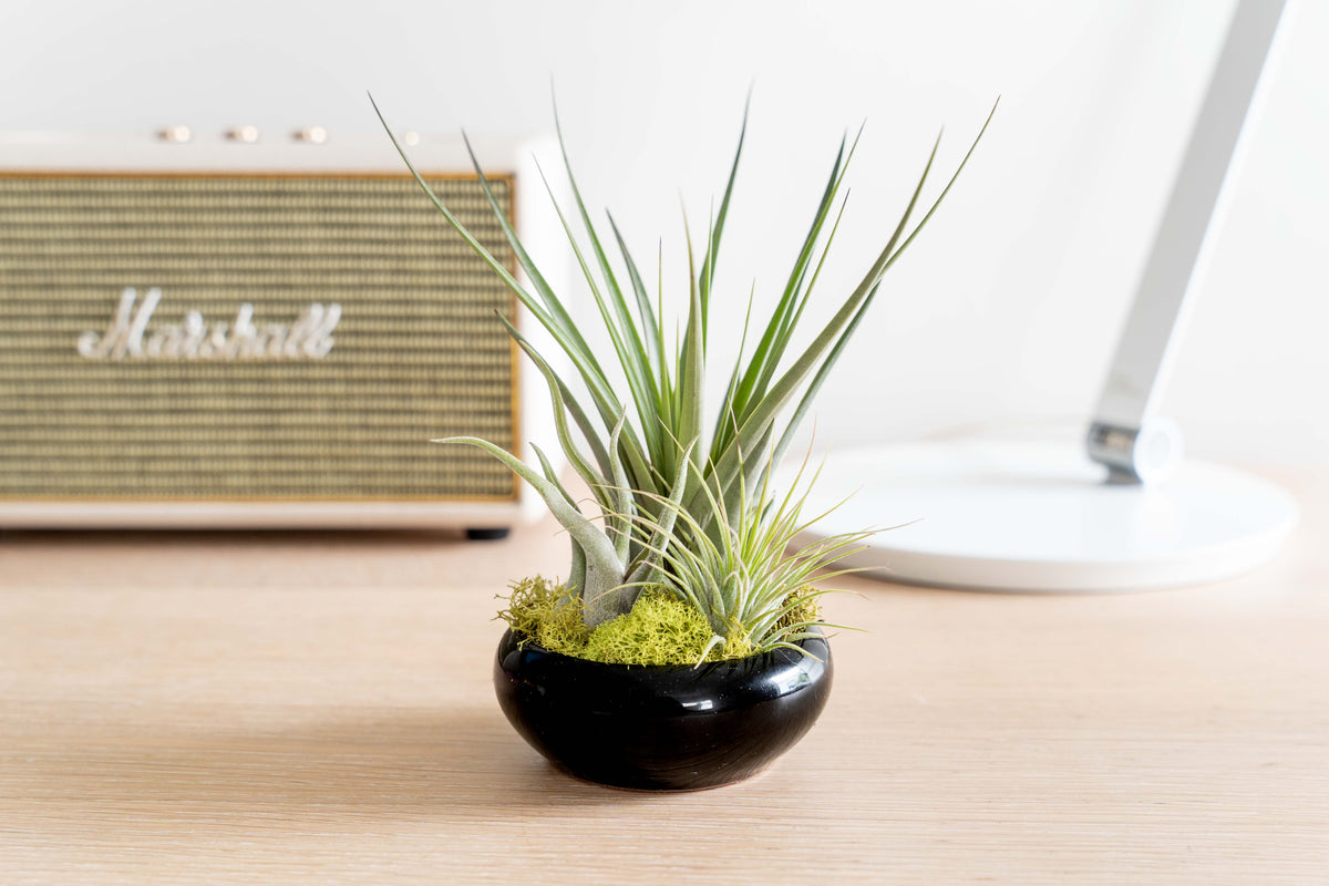 Shop Small Air Plant & Tillandsia for Terrariums｜Displays｜Gifts