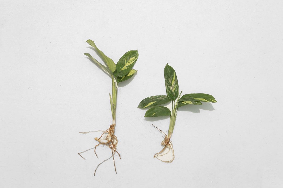 Wholesale - Calathea Lubbersii Fresh Rooted Cuttings – Air Plant Supply Co.