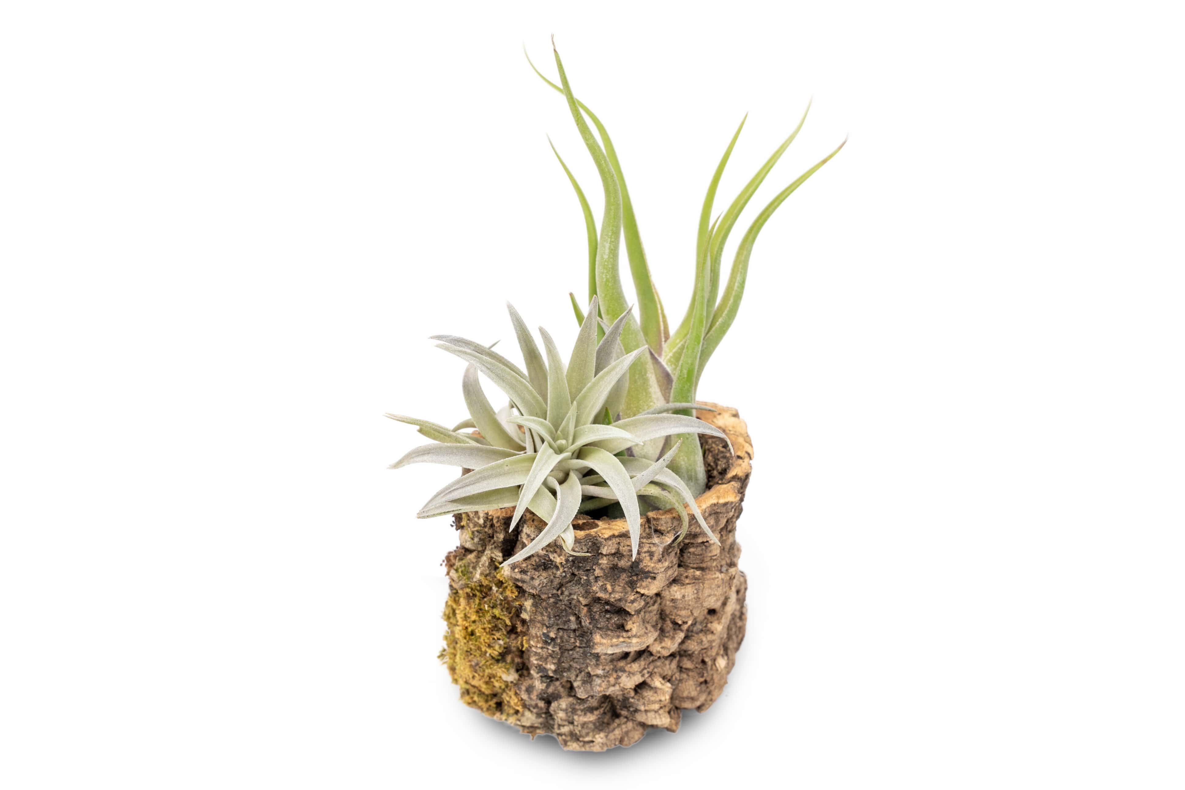 Natural Cork Bark Planters with Tillandsia Air Plants – Air Plant ...