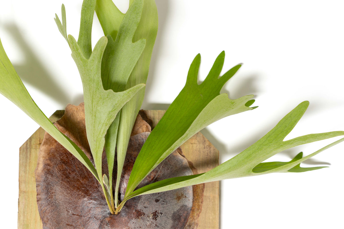 Staghorn Fern Mounted on a Cedar Plank – Air Plant Supply Co.