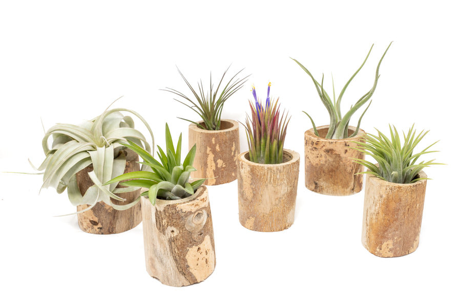 Shop Air Plant & Tillandsia Containers｜Ceramic, Wood & Glass Holders