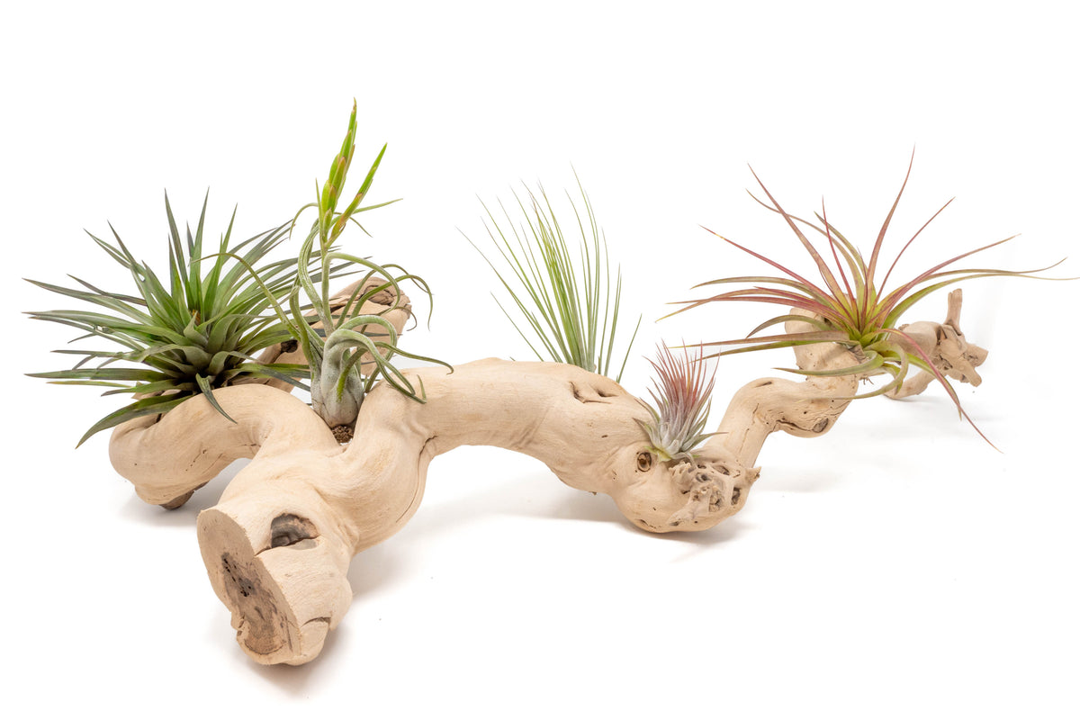 Shop Air Plant & Tillandsia Containers｜Ceramic, Wood & Glass Holders