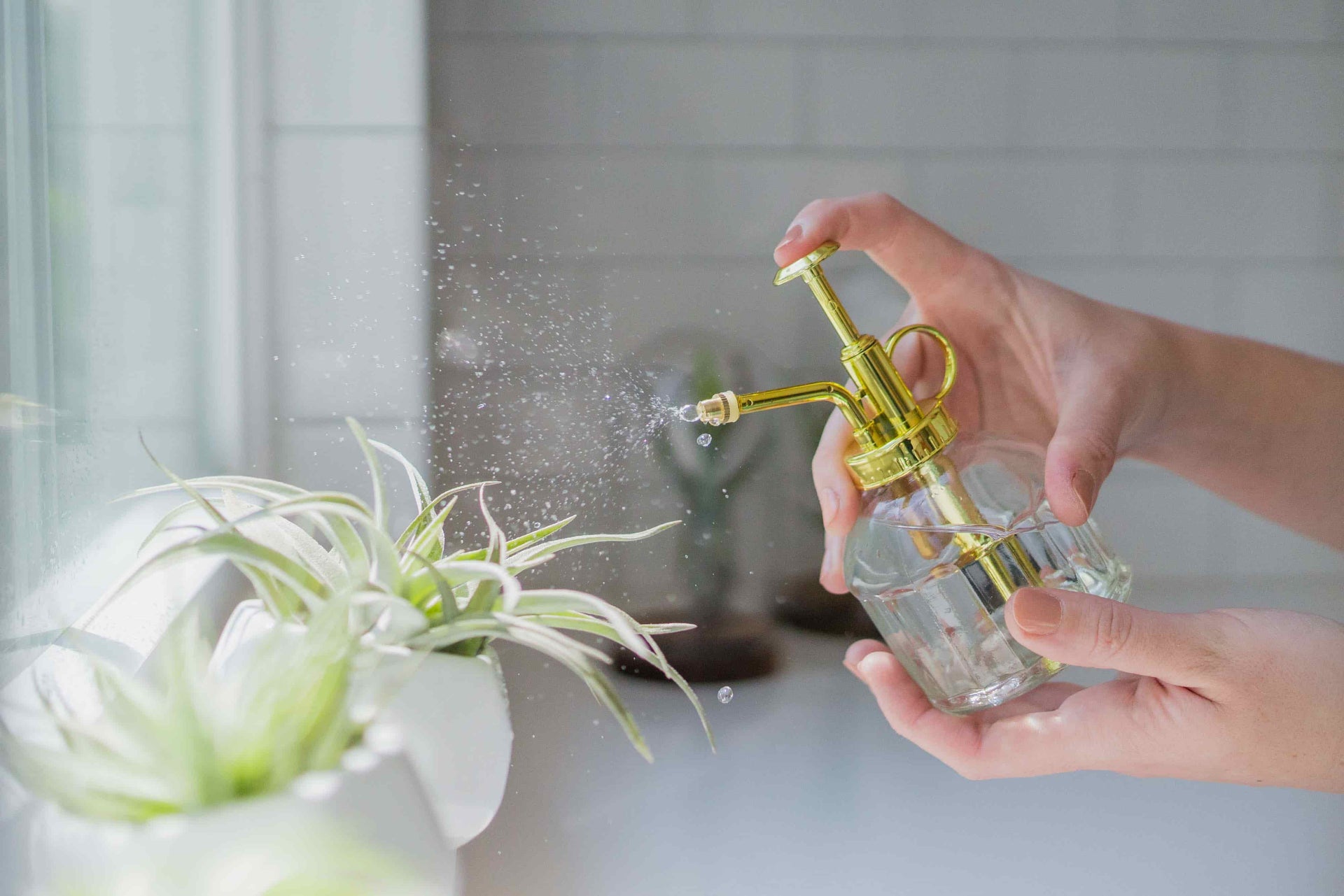 Air Plant Watering: The Soaking Method – Air Plant Supply Co.