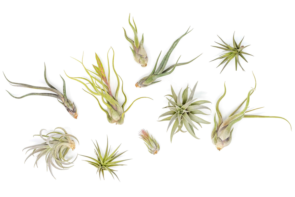 Shop Large, Rare & Specialty Air Plants & Tillandsia for Collectors ...