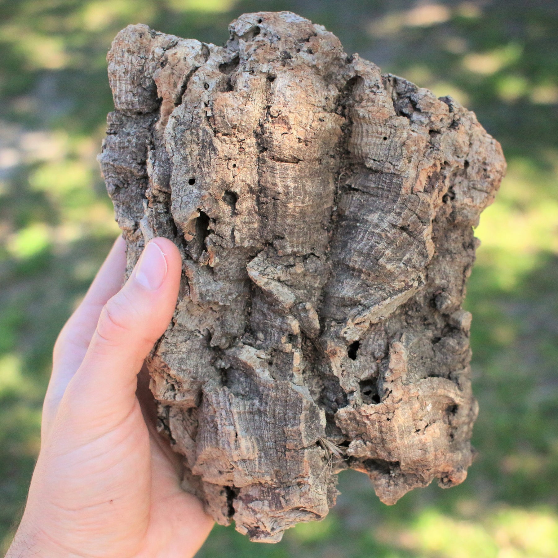 Wholesale - Virgin Cork Bark Slabs By the Pound for Air Plants