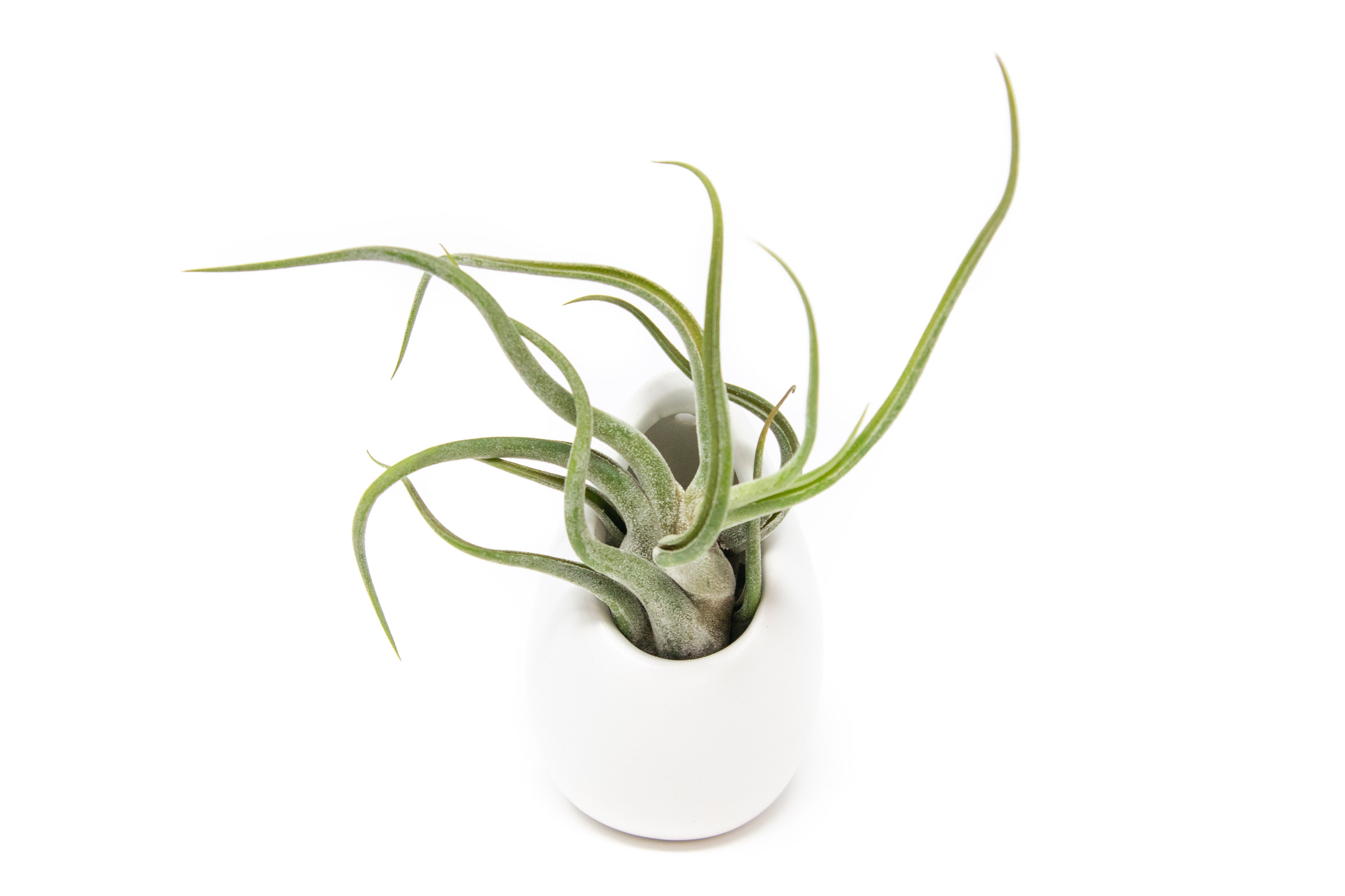 Wholesale - Large Ivory Ceramic Container with Custom Tillandsia Air P