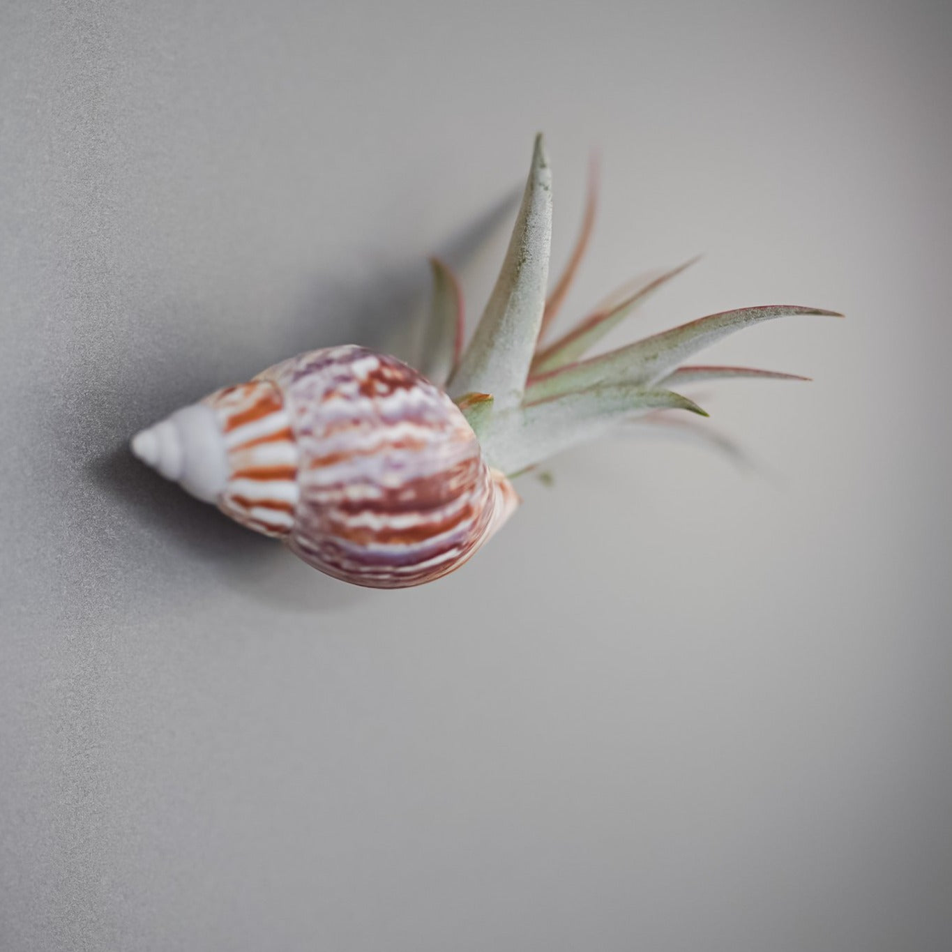 3 Seashell Magnets with Tillandsia Air Plants