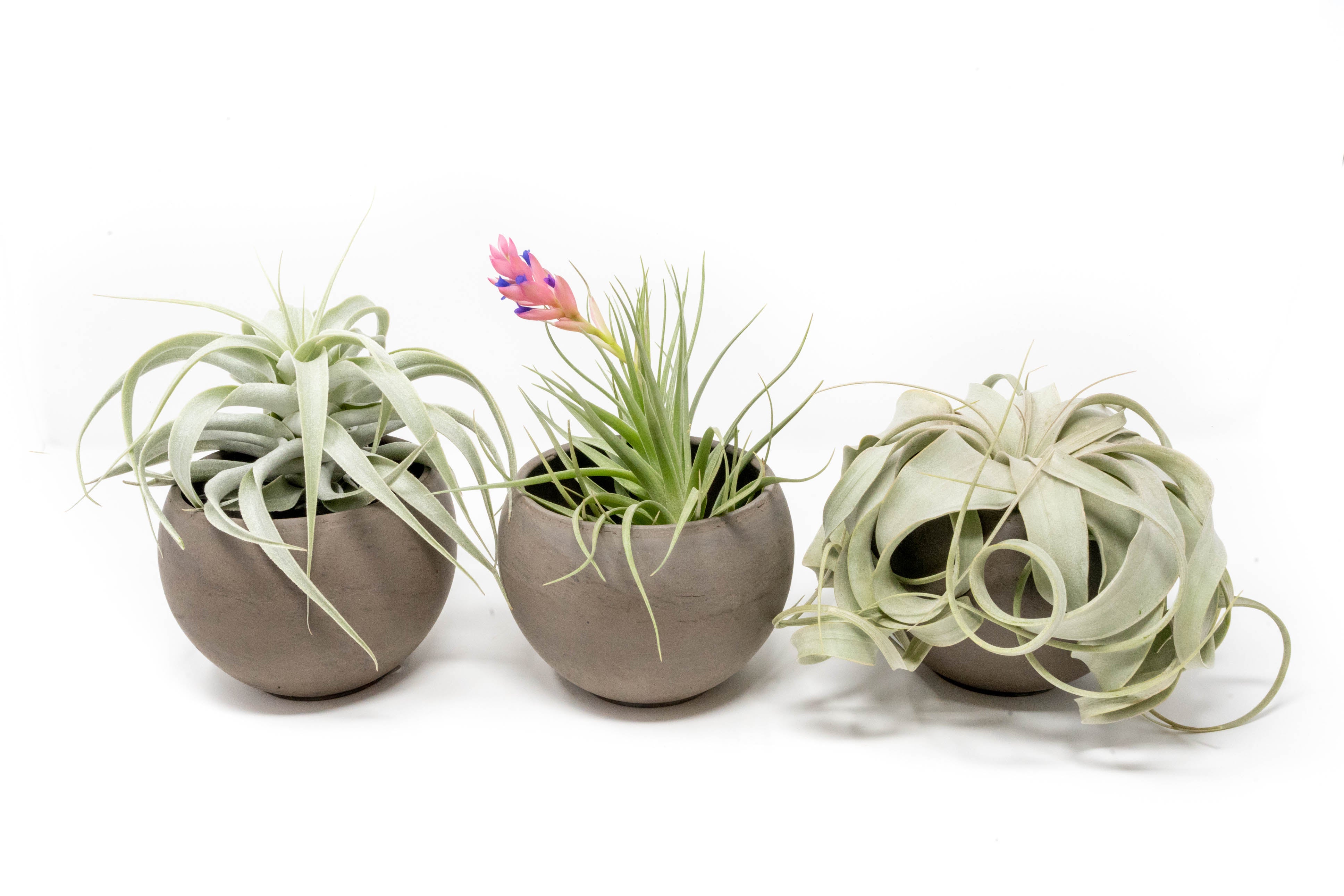 Air Plant Containers