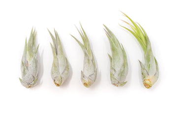 Tillandsia Circinata 'Paucifolia' Air Plants