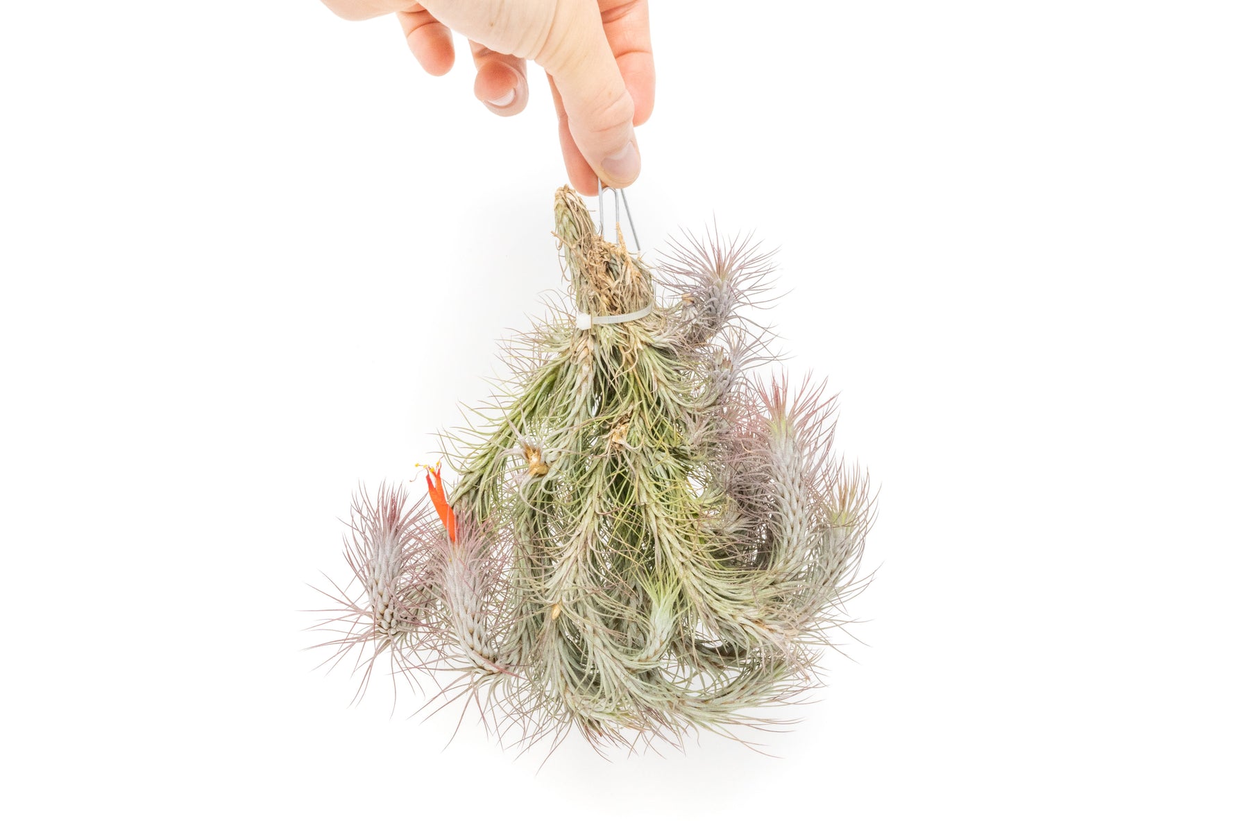 Large Hanging Tillandsia Funckiana Air Plants Cluster - Limited