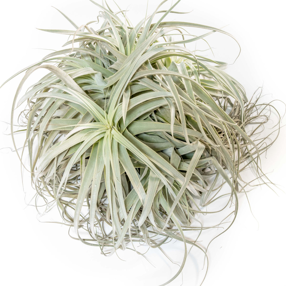 Giant Tillandsia Straminea Clumps - RARE - Limited Quantities – Air ...