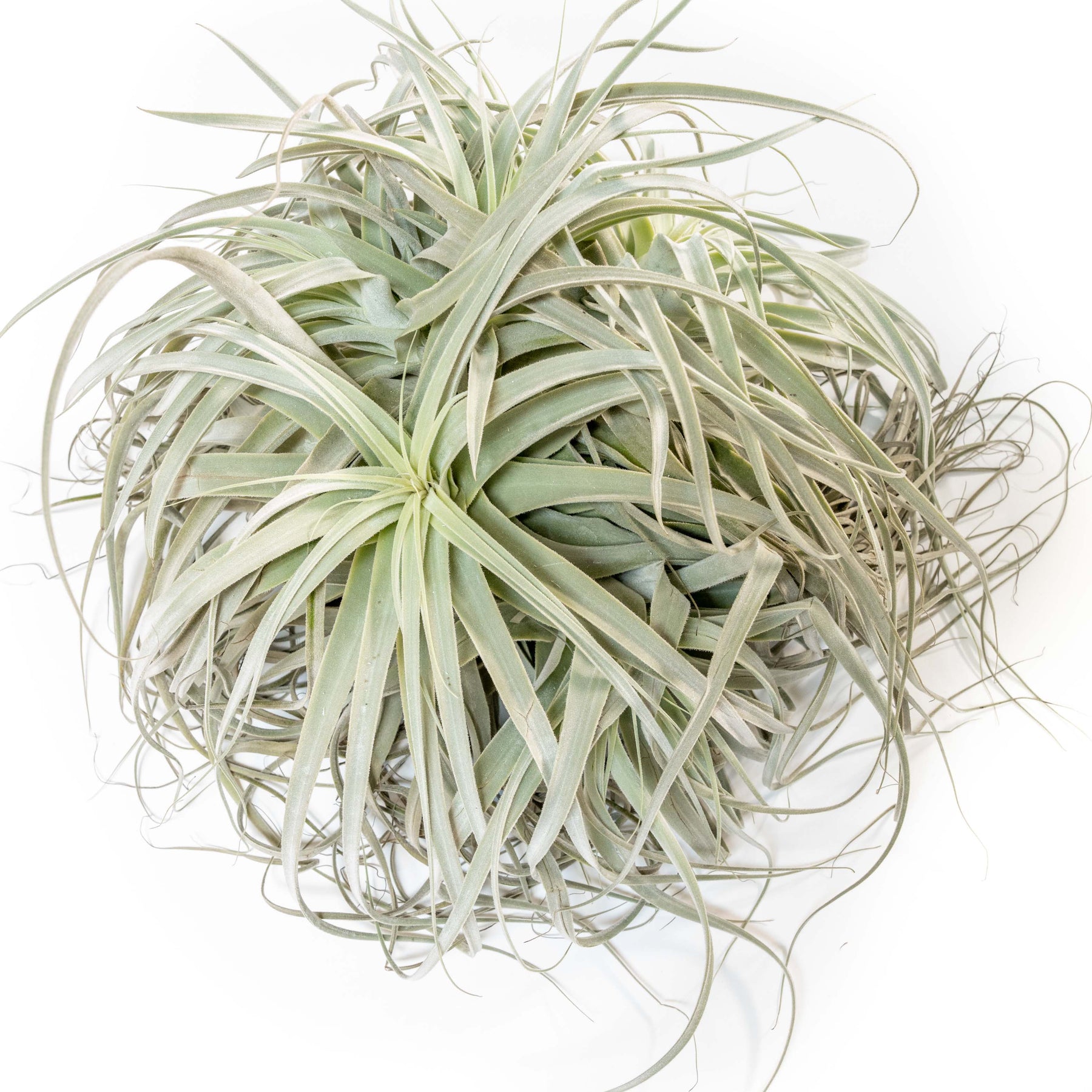 Giant Tillandsia Straminea Clumps - RARE - Limited Quantities