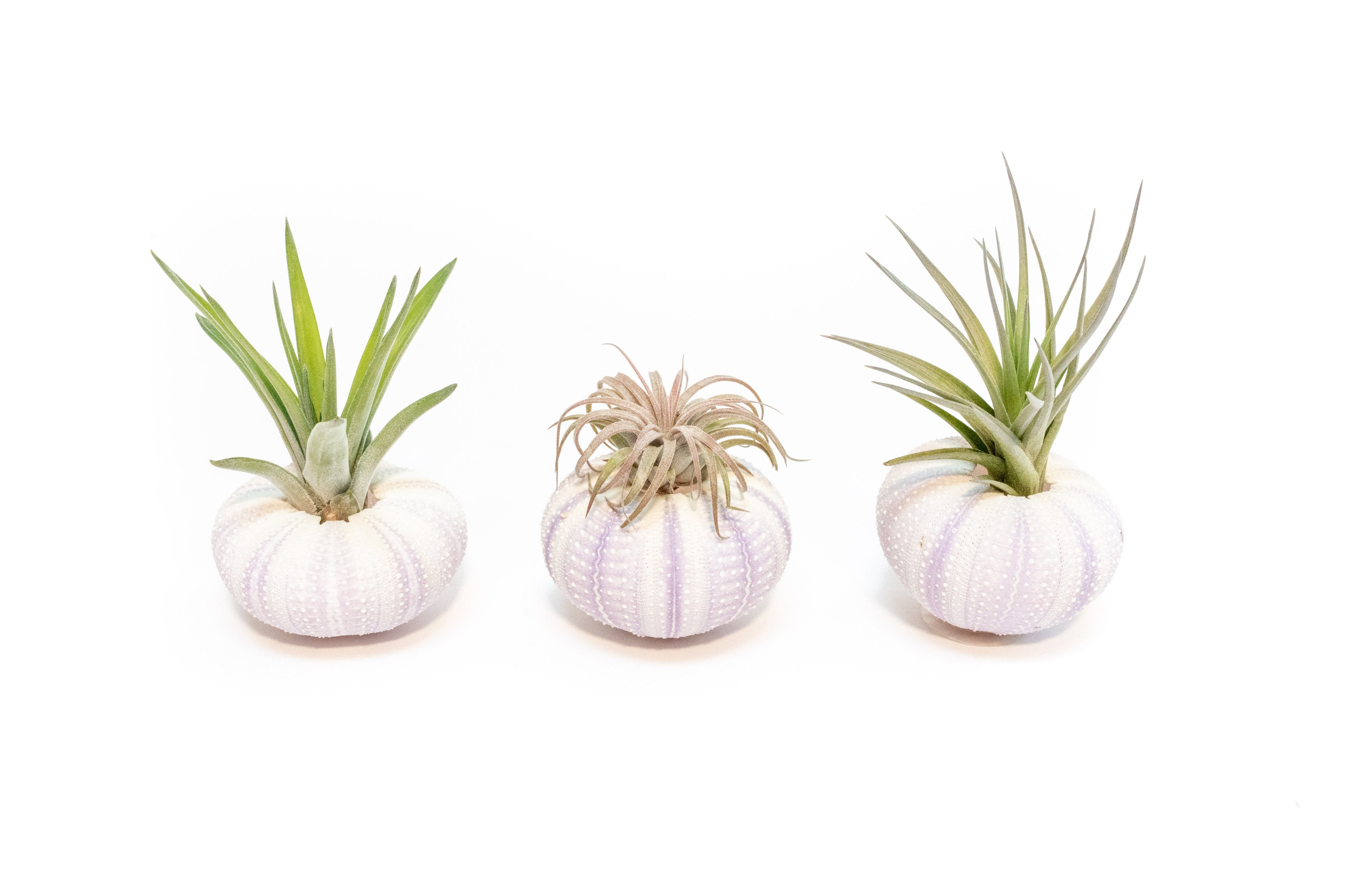 Wholesale - Purple Urchin Shells with Tillandsia Ionantha Air Plants