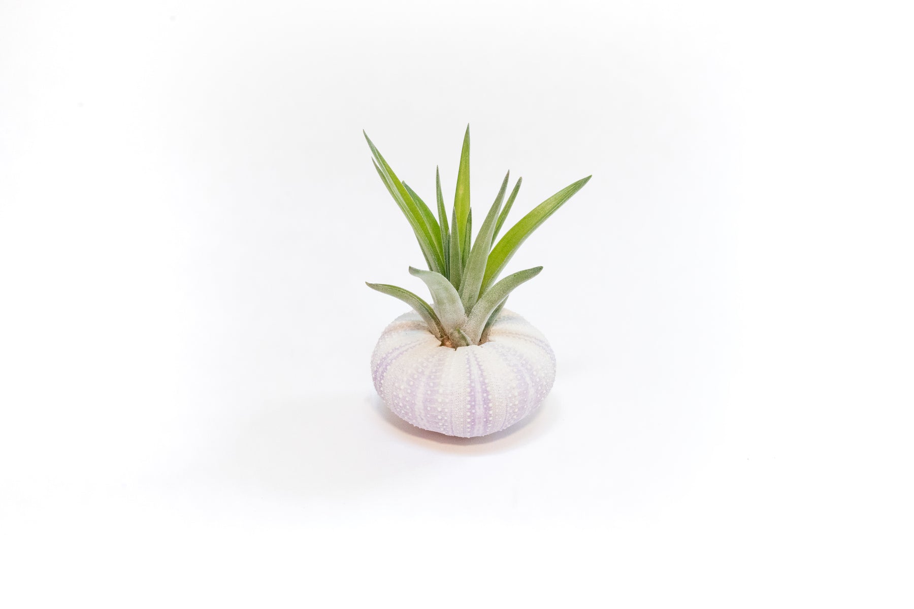 Wholesale - Purple Urchin Shells with Tillandsia Ionantha Air Plants