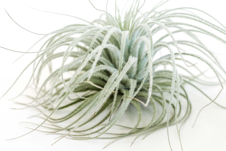 Shop Large, Rare & Specialty Air Plants & Tillandsia for Collectors