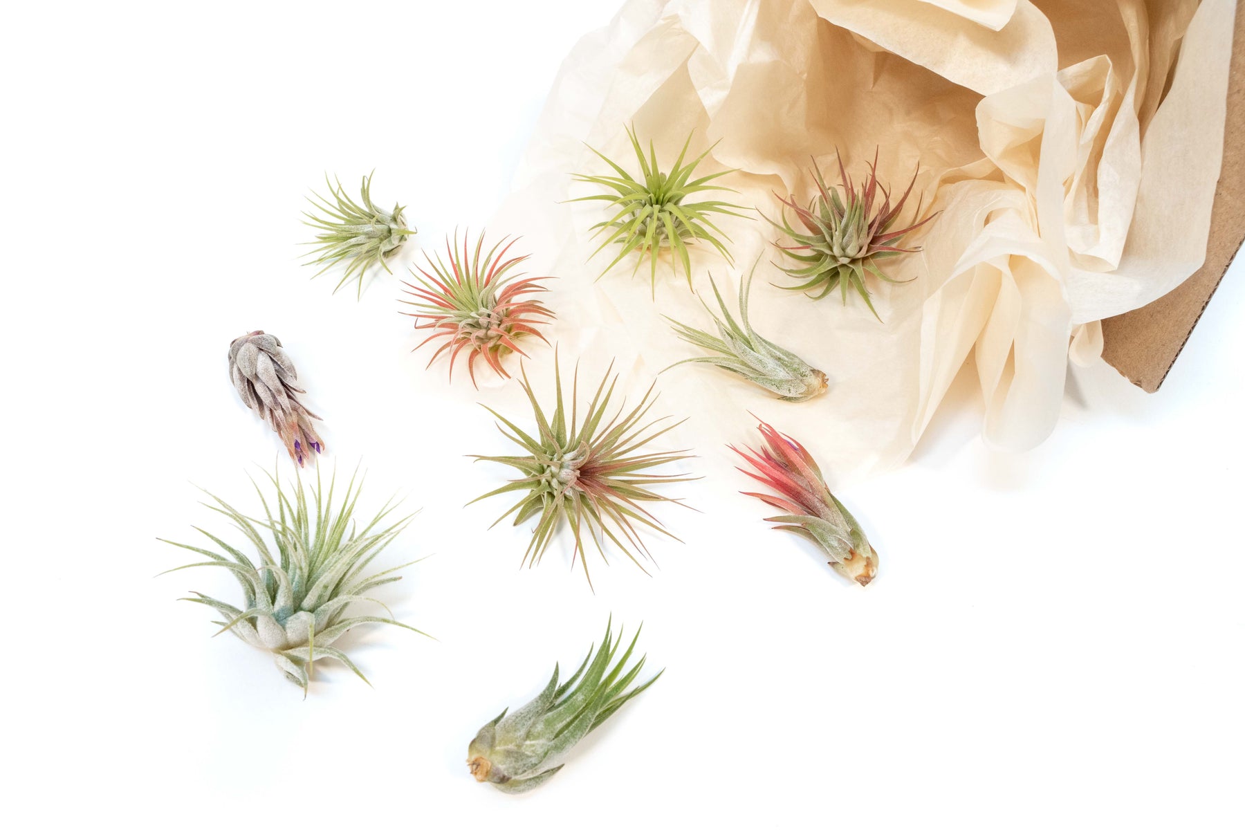 Wholesale Special Air Plants - Mini Tillandsia Ionantha Air Plant Pups