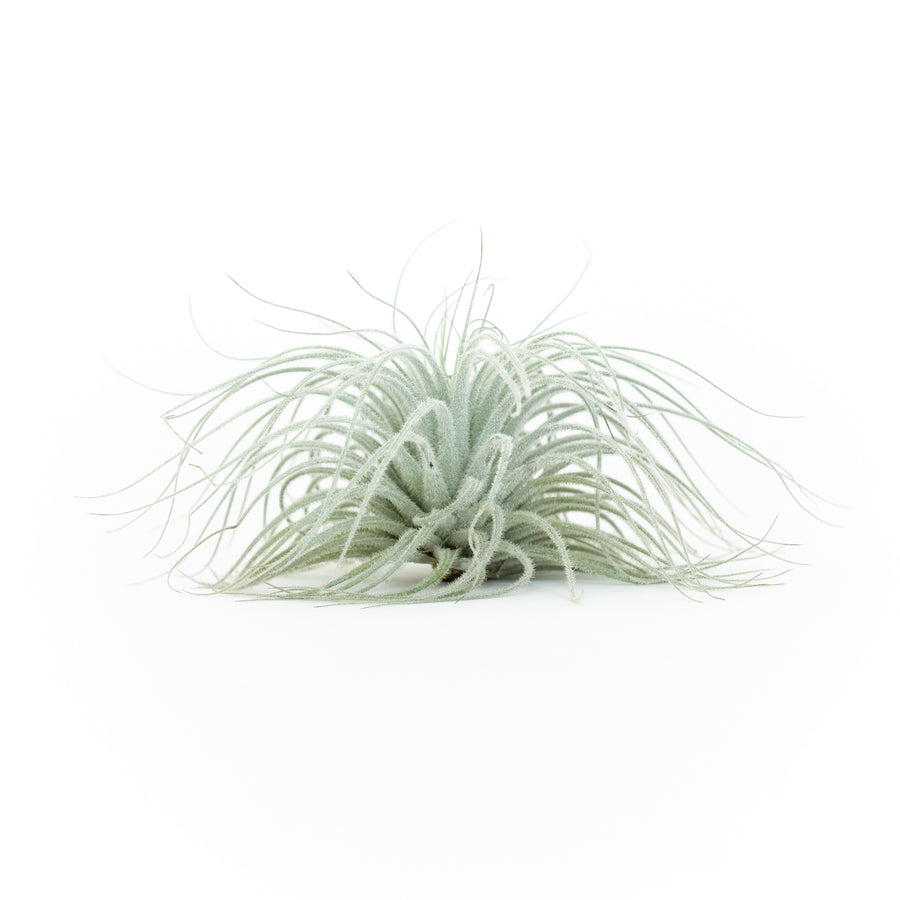 Shop Large, Rare & Specialty Air Plants & Tillandsia for Collectors