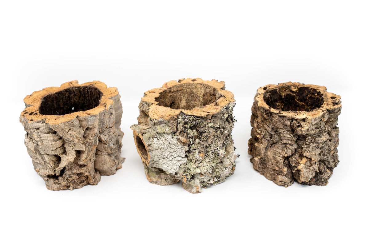 Natural Cork Bark Planters for Tillandsia Air Plants – Air Plant Supply Co.